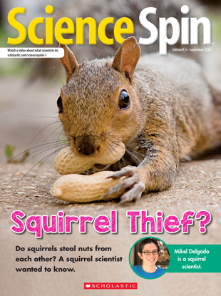Squirrel Thief? - September 2018