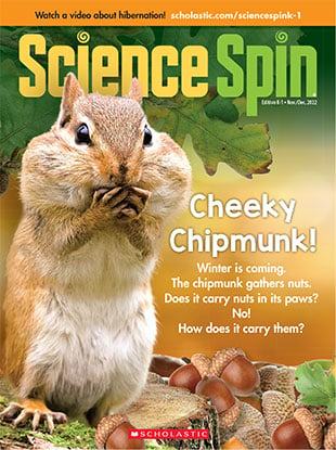 Cheeky Chipmunk! - November / December 2022